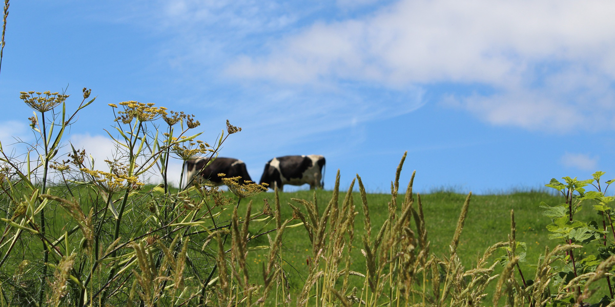 Glebe - Diocese of Hereford